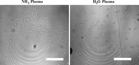 Plasma Surface Modification of Biomedical Polymers: Influence on Cell ...
