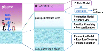 A Model of Plasma-Biofilm and Plasma-Tissue Interactions at Ambient ...