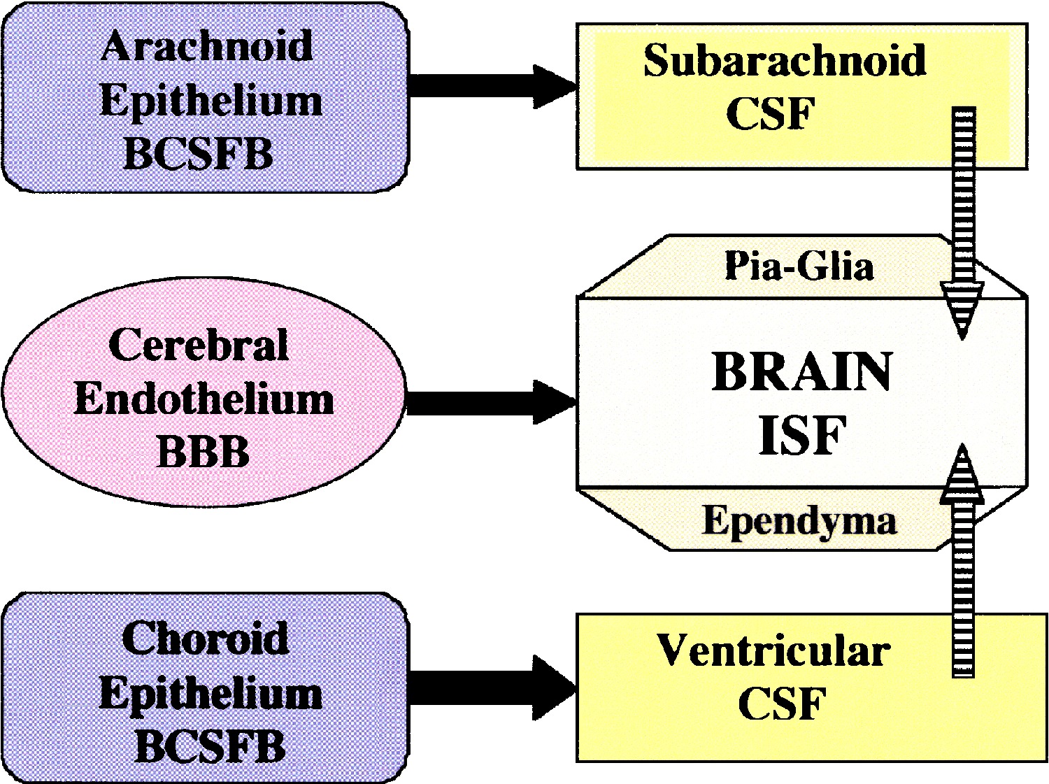 Enhanced Prospects for Drug Delivery and Brain Targeting by the Choroid ...