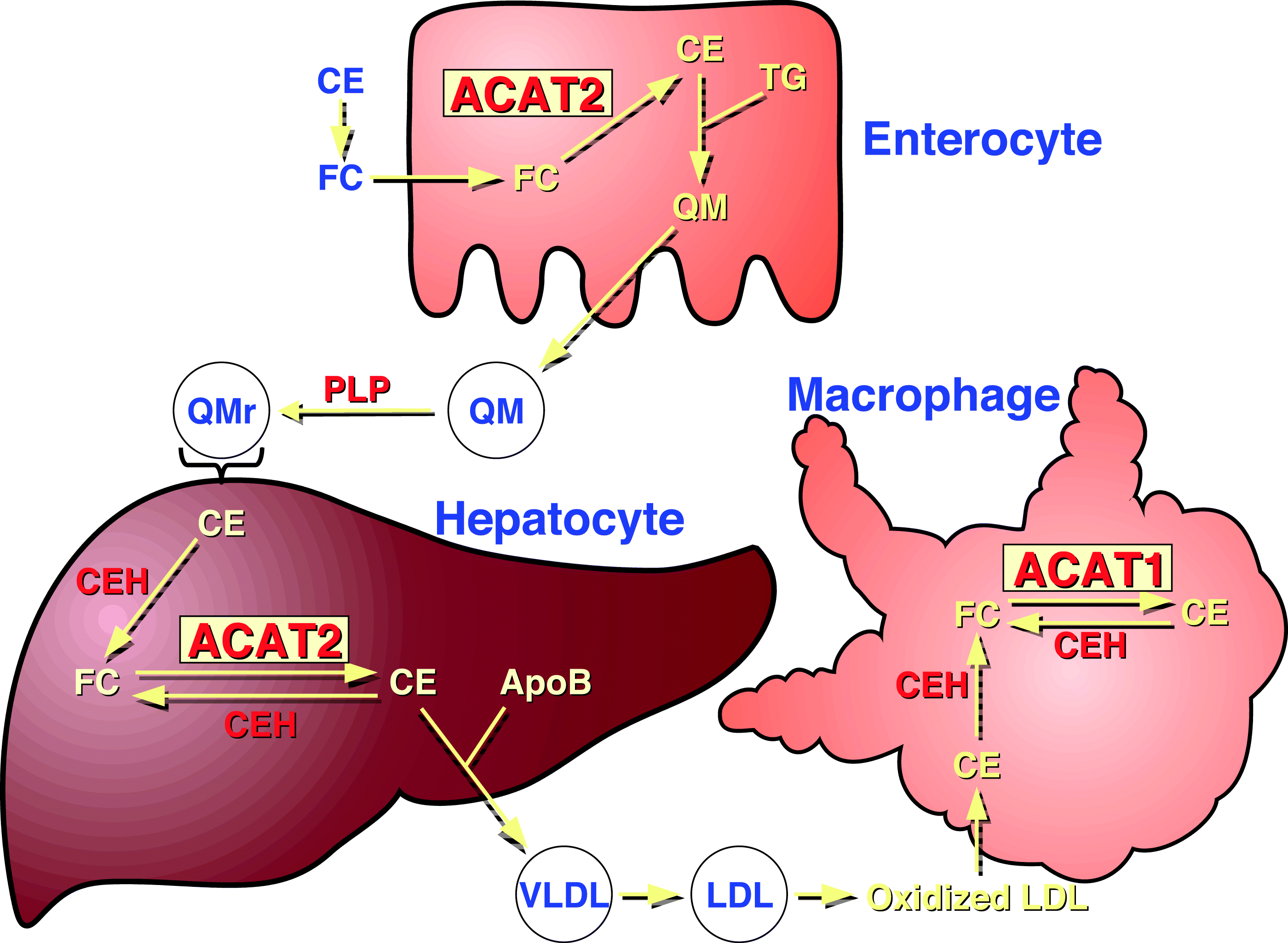 Potential Role of Acyl-Coenzyme A:Cholesterol Transferase (ACAT ...
