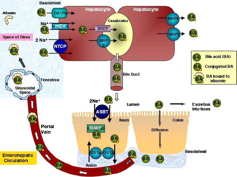 Bile Acid Transporters: Structure, Function, Regulation and ...