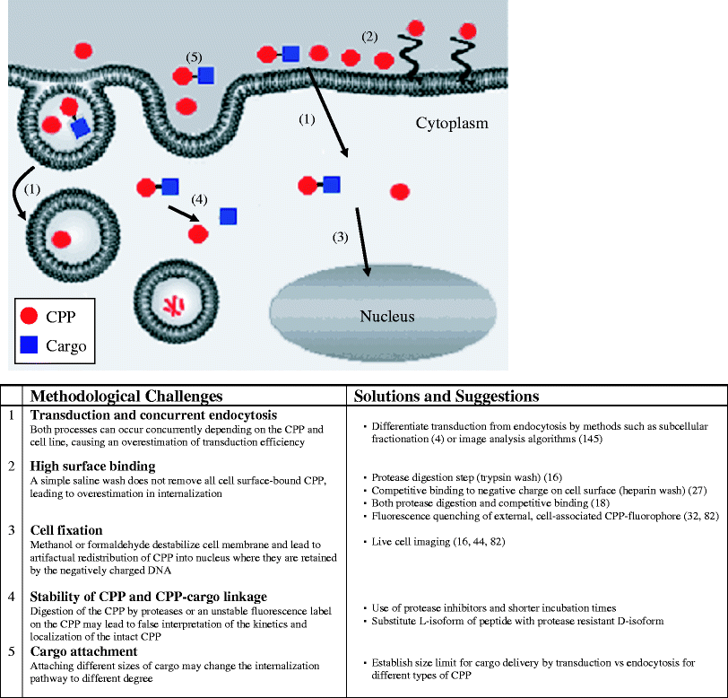 Cell Penetrating Peptides: Intracellular Pathways and Pharmaceutical Perspectives | SpringerLink
