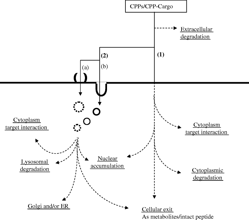 Cell Penetrating Peptides: Intracellular Pathways and Pharmaceutical Perspectives | SpringerLink