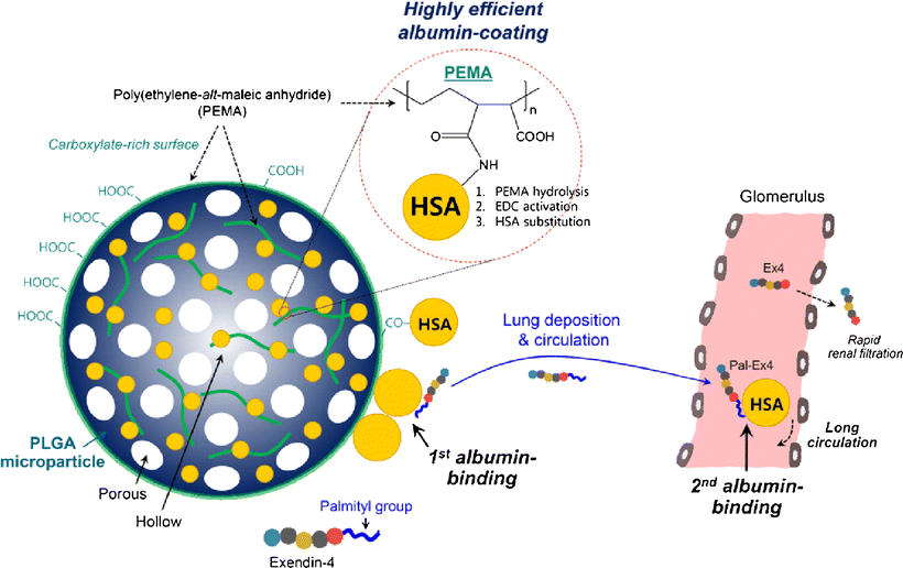 Albumin-Coated Porous Hollow Poly(Lactic-co-Glycolic Acid ...