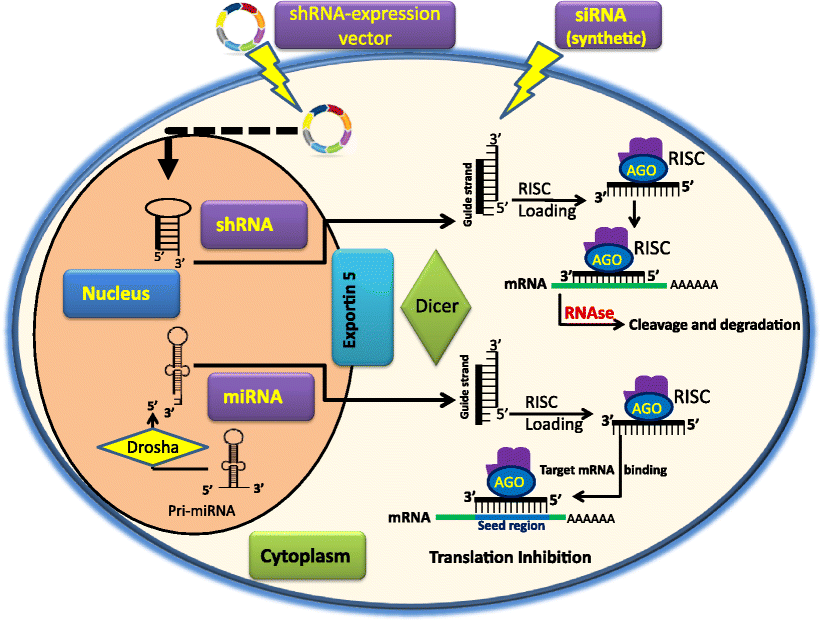 Subcellular Fate and Off-Target Effects of siRNA, shRNA, and miRNA ...