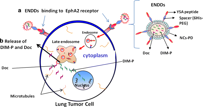EphA2 Targeting Pegylated Nanocarrier Drug Delivery System for ...