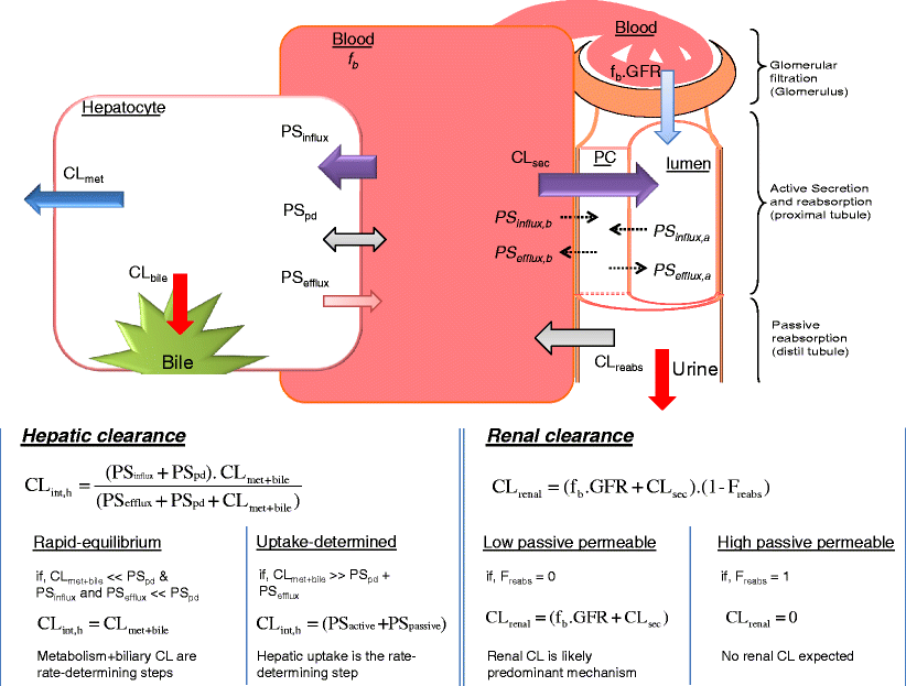 Predicting Clearance Mechanism in Drug Discovery: Extended Clearance ...