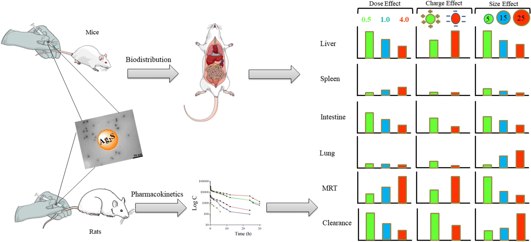 Pharmacokinetics, Tissue Distribution and Excretion of Ag2S Quantum ...