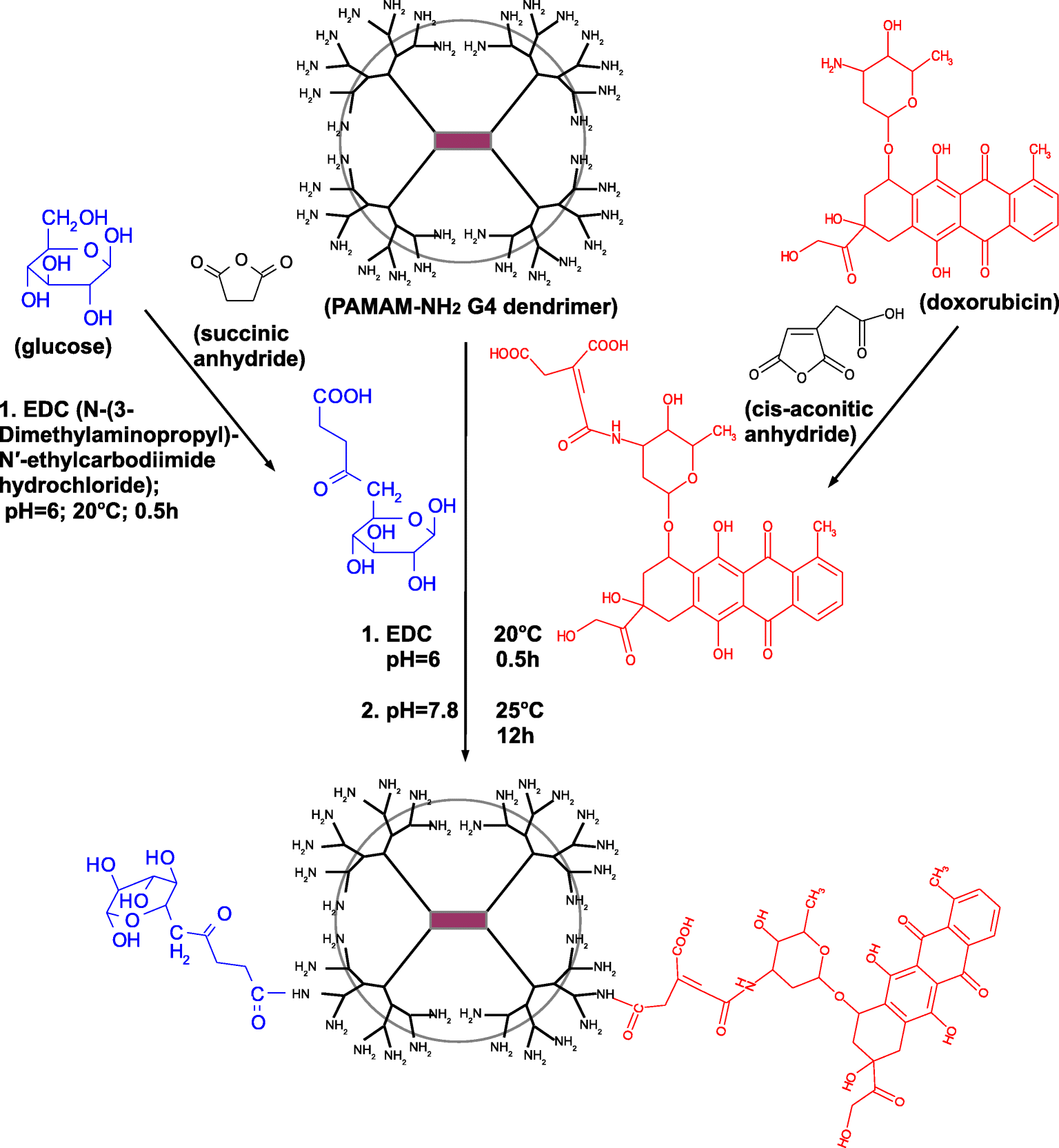 Sugar Modification Enhances Cytotoxic Activity of PAMAM-Doxorubicin ...