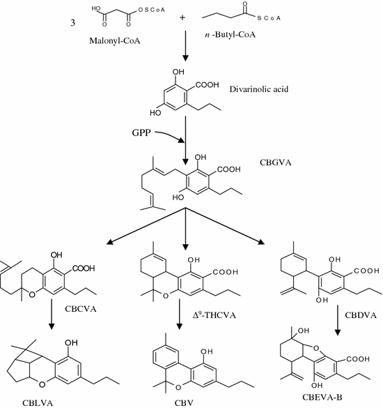 Secondary metabolism in cannabis | SpringerLink