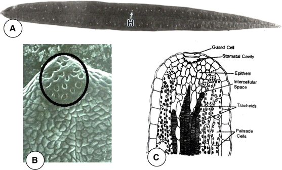 Guttation 1: chemistry, crop husbandry and molecular farming | SpringerLink