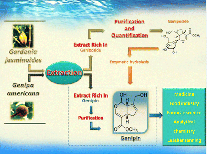 A review through recovery, purification and identification of genipin ...