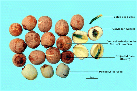 Nutritional composition, physiological functions and processing of ...