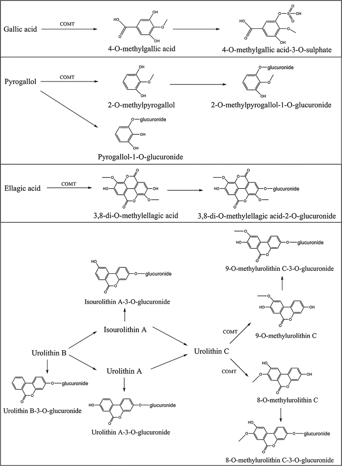Ellagitannin geraniin: a review of the natural sources, biosynthesis ...