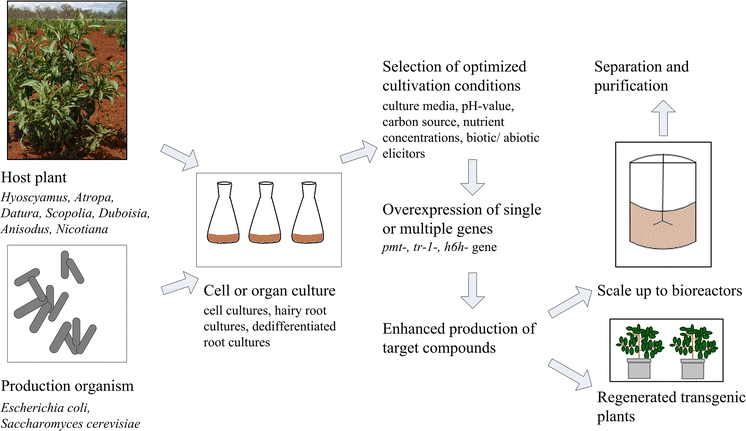 Scopolamine: a journey from the field to clinics | SpringerLink