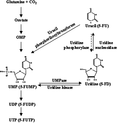 Functional characterization of a gene encoding a dual domain for ...
