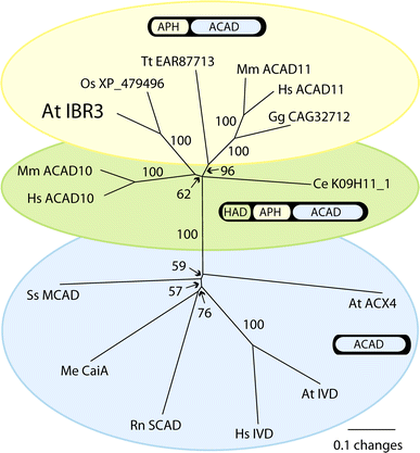 IBR3, a novel peroxisomal acyl-CoA dehydrogenase-like protein required ...