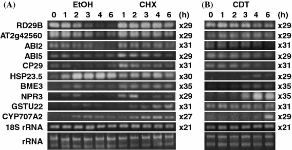 Stored and neosynthesized mRNA in Arabidopsis seeds: effects of ...