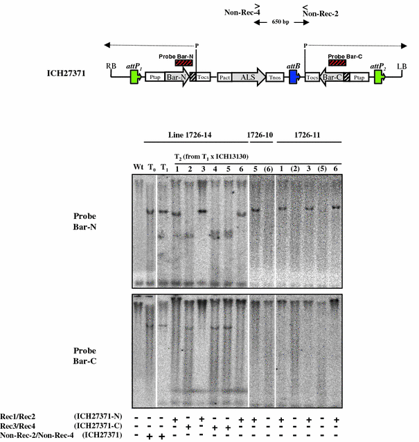 Transgene excision from wheat chromosomes by phage phiC31 integrase ...