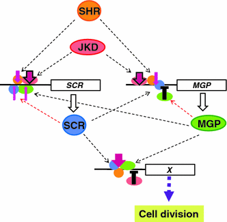 Activity of transcription factor JACKDAW is essential for SHR/SCR ...