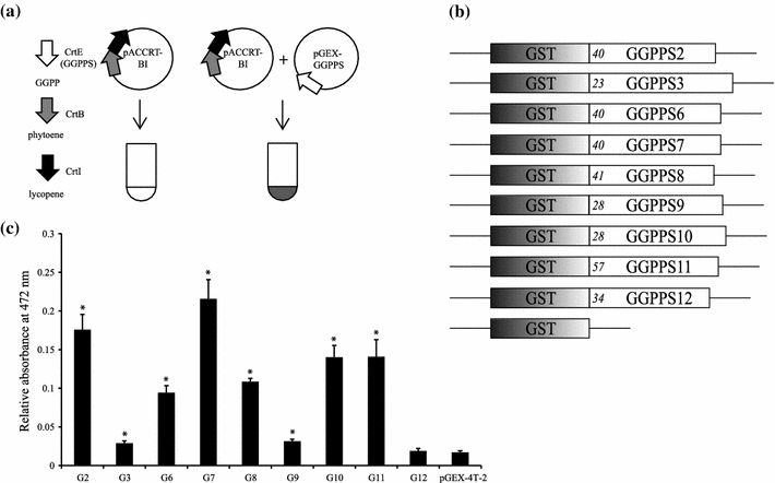 Characterization of the GGPP synthase gene family in Arabidopsis ...