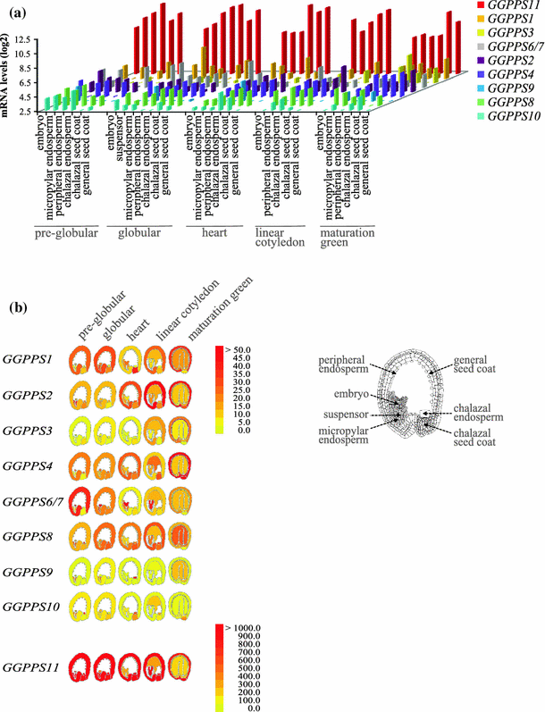 Characterization of the GGPP synthase gene family in Arabidopsis ...