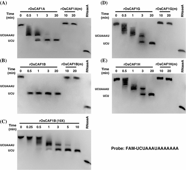 Divergence of the expression and subcellular localization of CCR4 ...