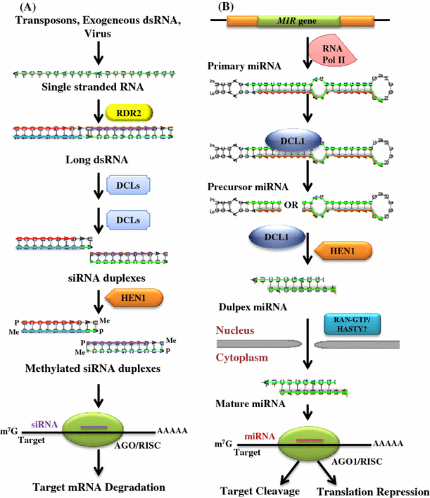 Artificial microRNA mediated gene silencing in plants: progress and ...