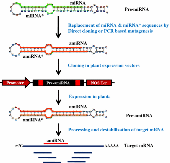 Artificial microRNA mediated gene silencing in plants: progress and ...
