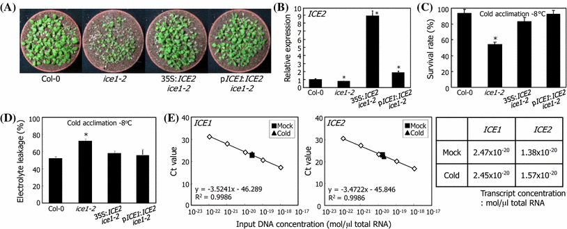 The unified ICE–CBF pathway provides a transcriptional feedback control ...