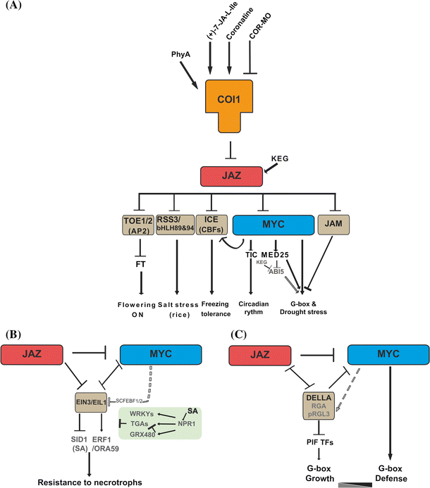 Jasmonates: signal transduction components and their roles in ...