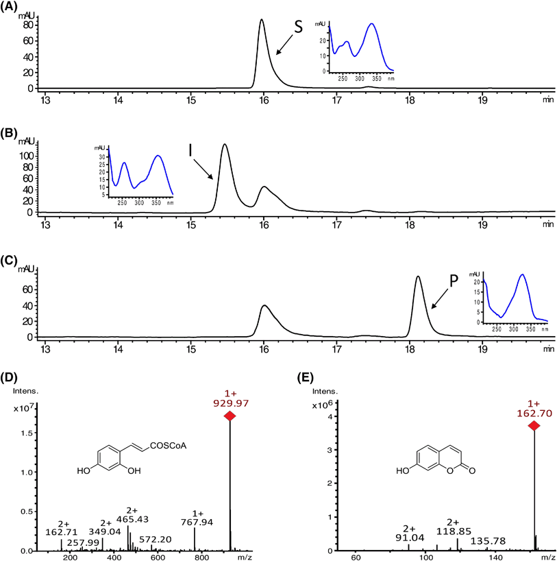Identification and functional characterization of a p-coumaroyl CoA 2 ...