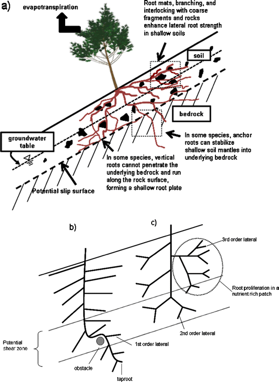 Desirable plant root traits for protecting natural and engineered ...