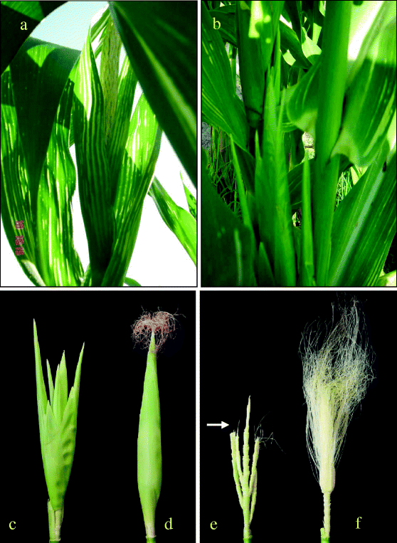 Boron deficiency in maize | SpringerLink