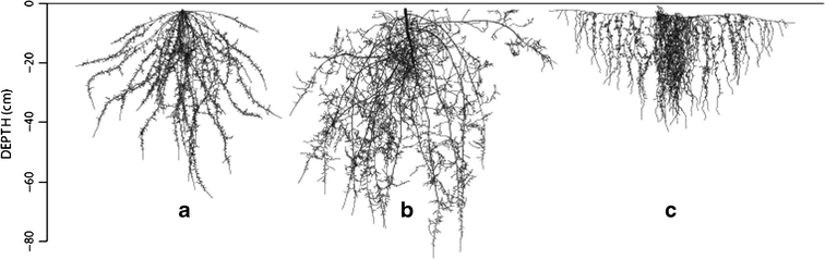 Modelling root–soil interactions using three–dimensional models of root ...