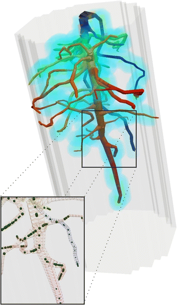 Modelling root–soil interactions using three–dimensional models of root ...