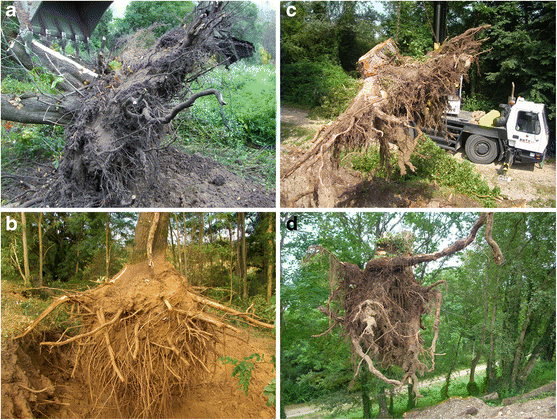 Plasticity of tree root system structure in contrasting soil materials ...