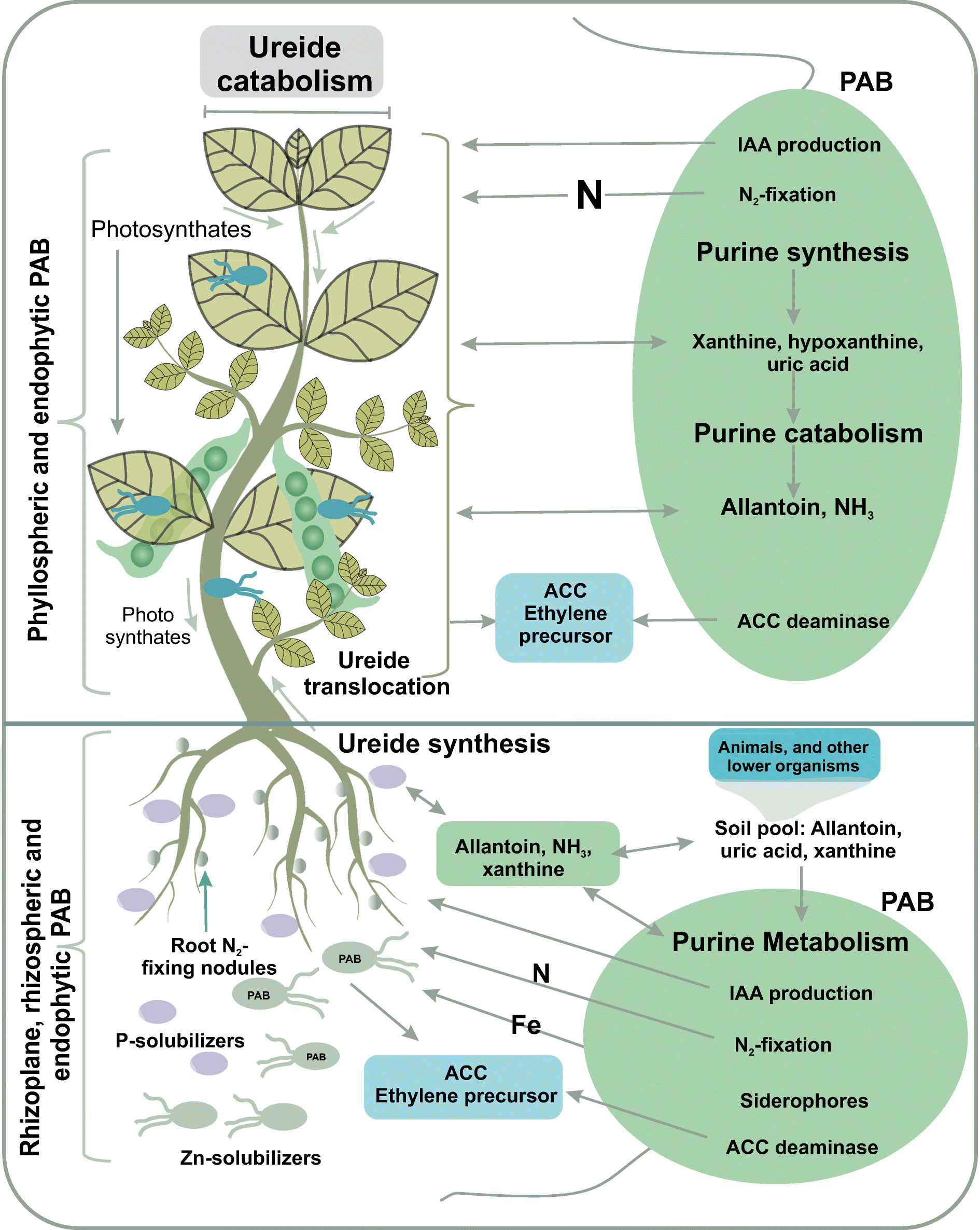 Ureide metabolism in plant-associated bacteria: purine plant-bacteria ...