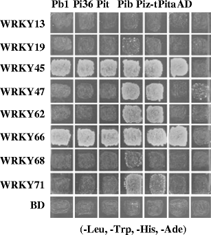 CC-NBS-L R R-Type R Proteins for Rice Blast Commonly Interact with ...