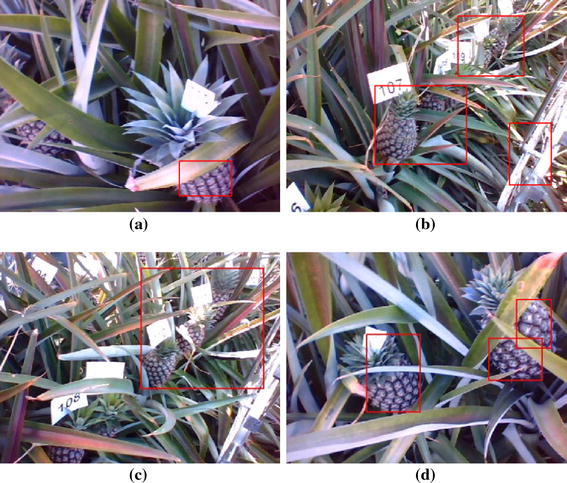 Texture-based fruit detection | SpringerLink