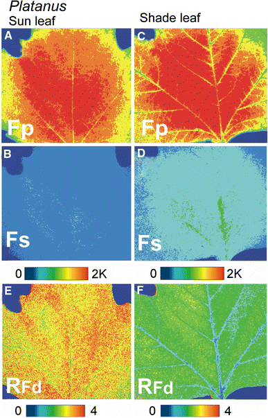 Chlorophyll fluorescence imaging of photosynthetic activity in sun and ...