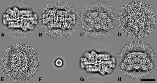 Structure and organization of phycobilisomes on membranes of the red ...