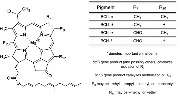 Chlorosome antenna complexes from green photosynthetic bacteria ...
