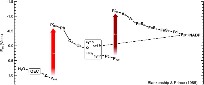 Evolution of the Z-scheme of photosynthesis: a perspective | SpringerLink
