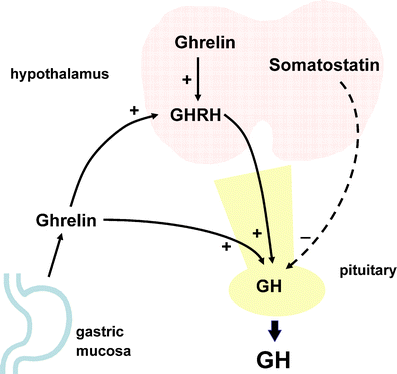 Role of endogenous ghrelin in growth hormone secretion, appetite ...