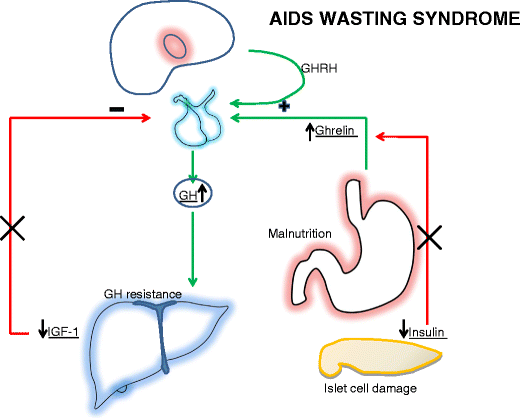 Pathophysiology of GHRH-growth hormone-IGF1 axis in HIV/AIDS | SpringerLink