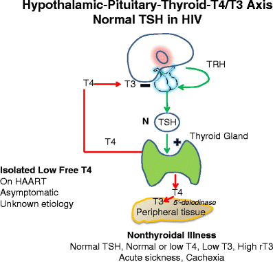 HIV and thyroid dysfunction | SpringerLink