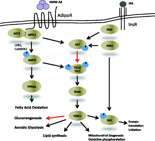 The role of adiponectin signaling in metabolic syndrome and cancer ...