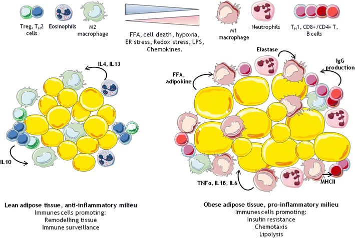 Adipose tissue inflammation in glucose metabolism | SpringerLink