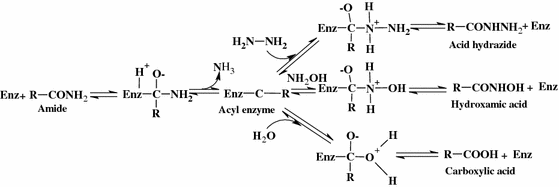 Amidases: versatile enzymes in nature | SpringerLink